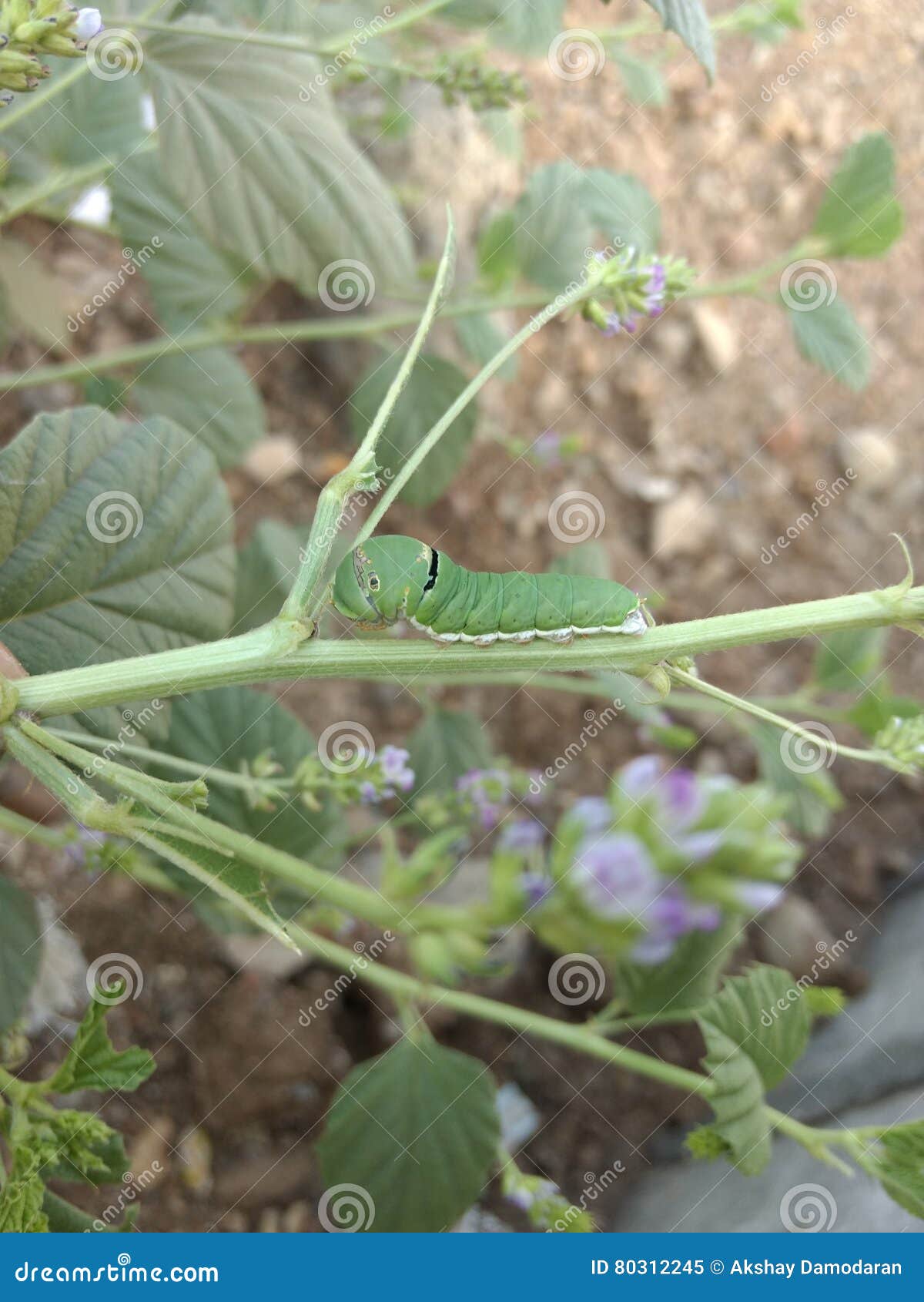 Caterpiller stock image. Image of sweet, worm, insects - 80312245