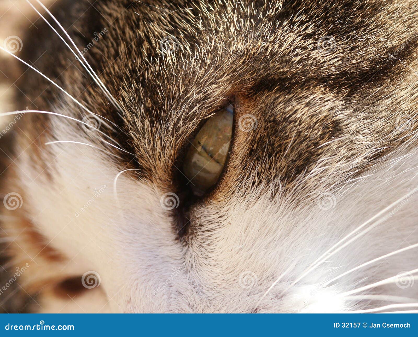 Cateye stock image. Image of animal, mammal, reflection - 32157