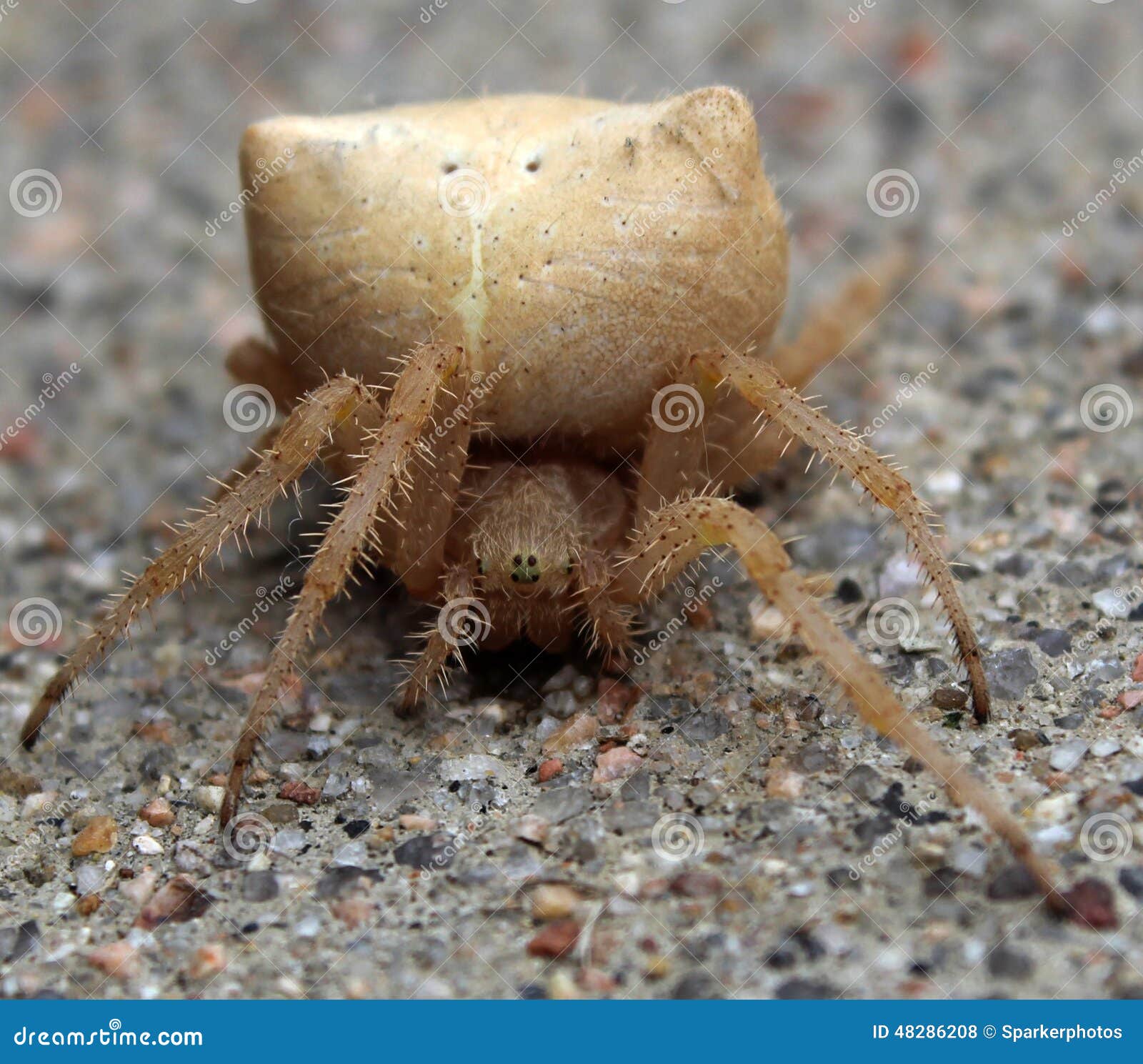 Catface spider stock photo. Image of eyes, legs, gravel - 48286208