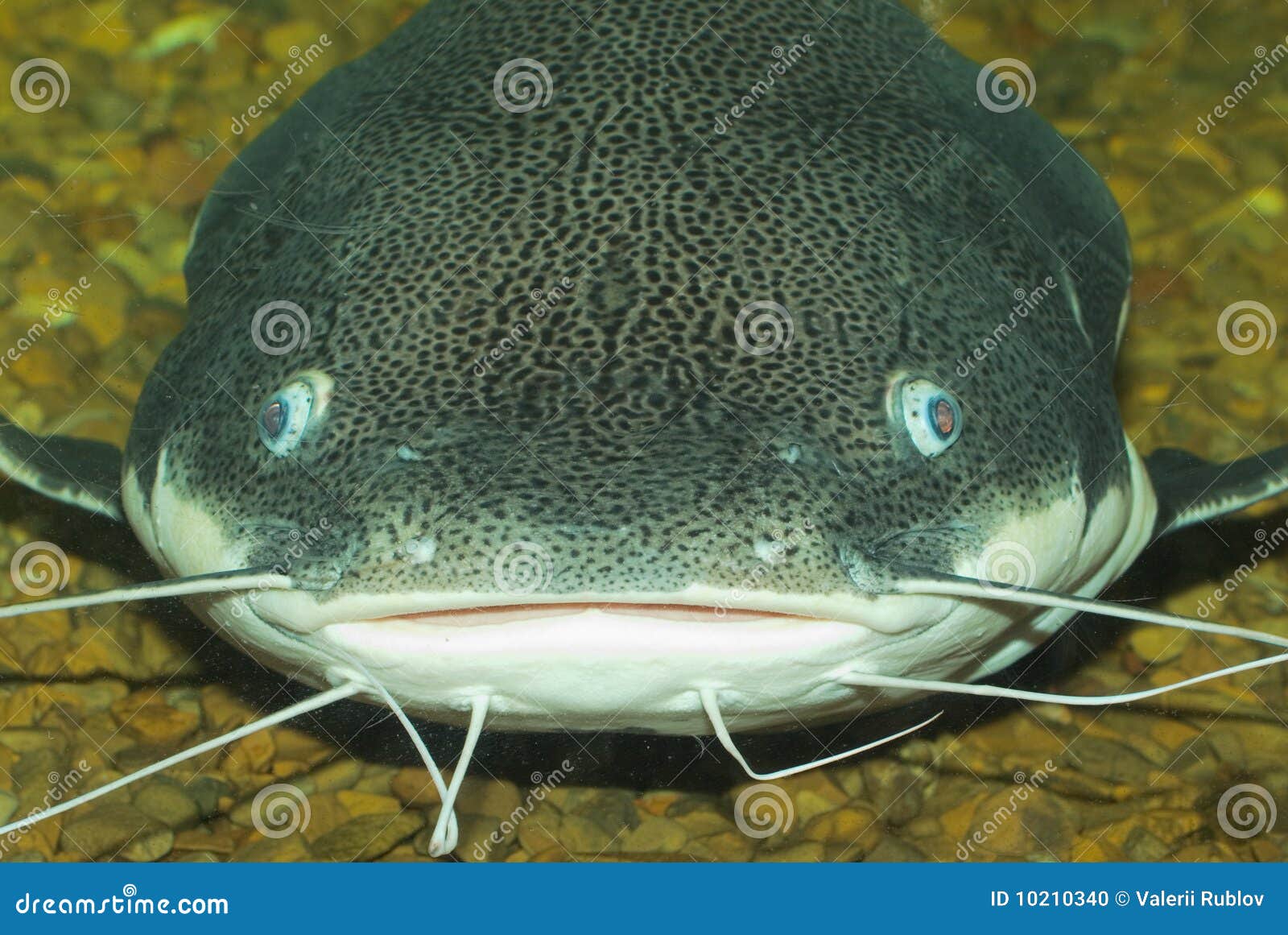 Catfish stock photo. Image of river, nature, clown, catfish - 10210340