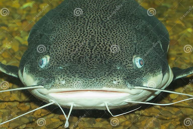 Catfish stock photo. Image of river, nature, clown, catfish - 10210340