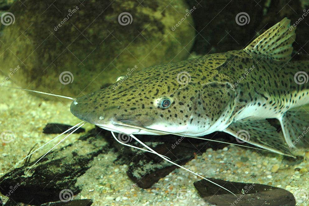 Catfish stock image. Image of fins, barbels, catfish - 11523565