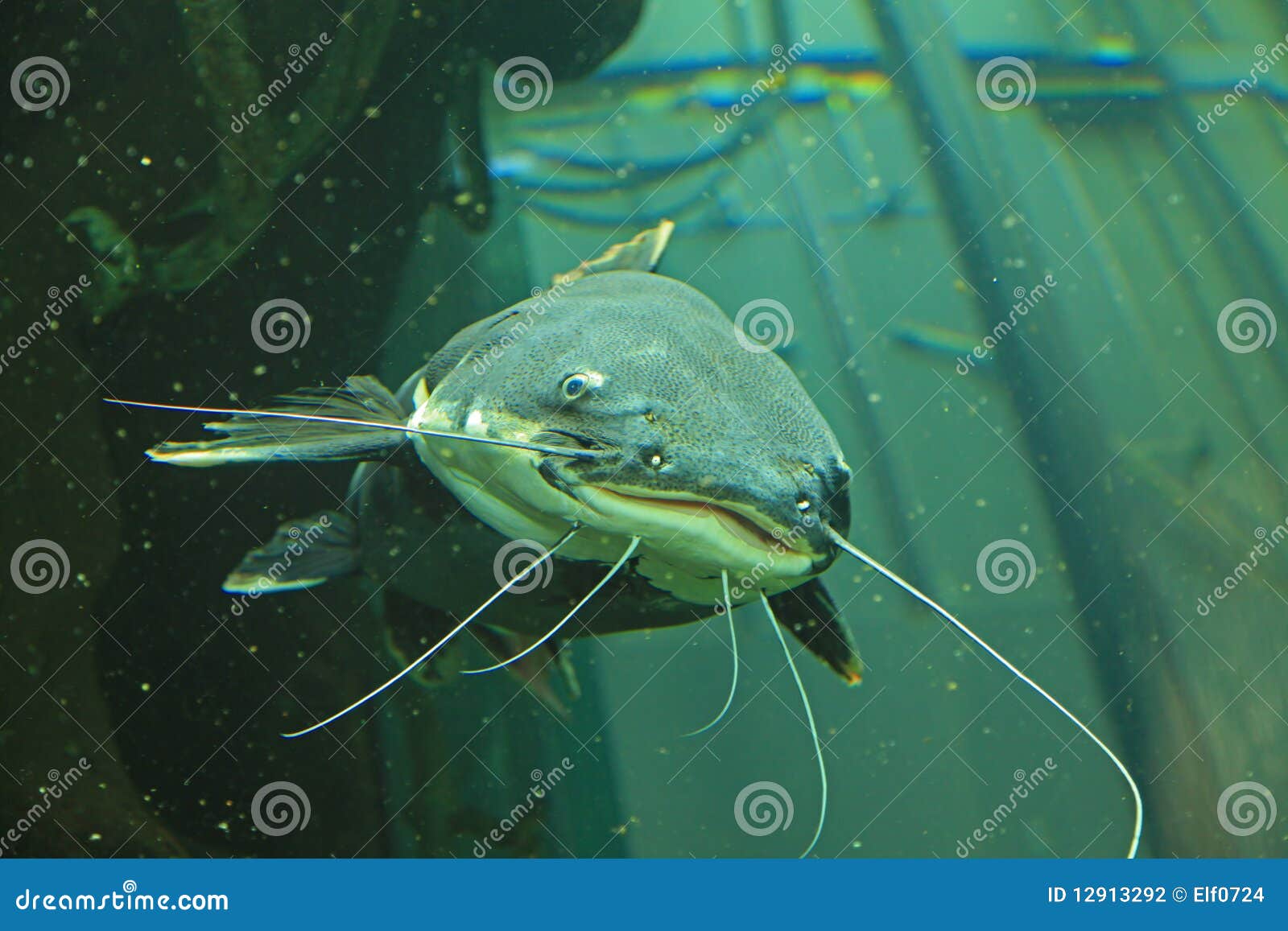 Catfish stock photo. Image of activity, blank, isolated - 12913292