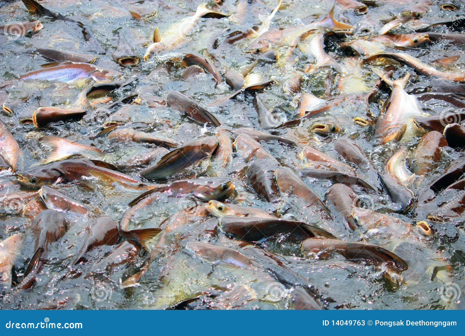 448 Catfish Family Stock Photos - Free & Royalty-Free Stock Photos from ...