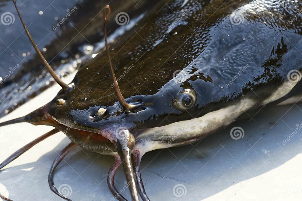 Catfish stock image. Image of marine, closeup, feeler - 20097079