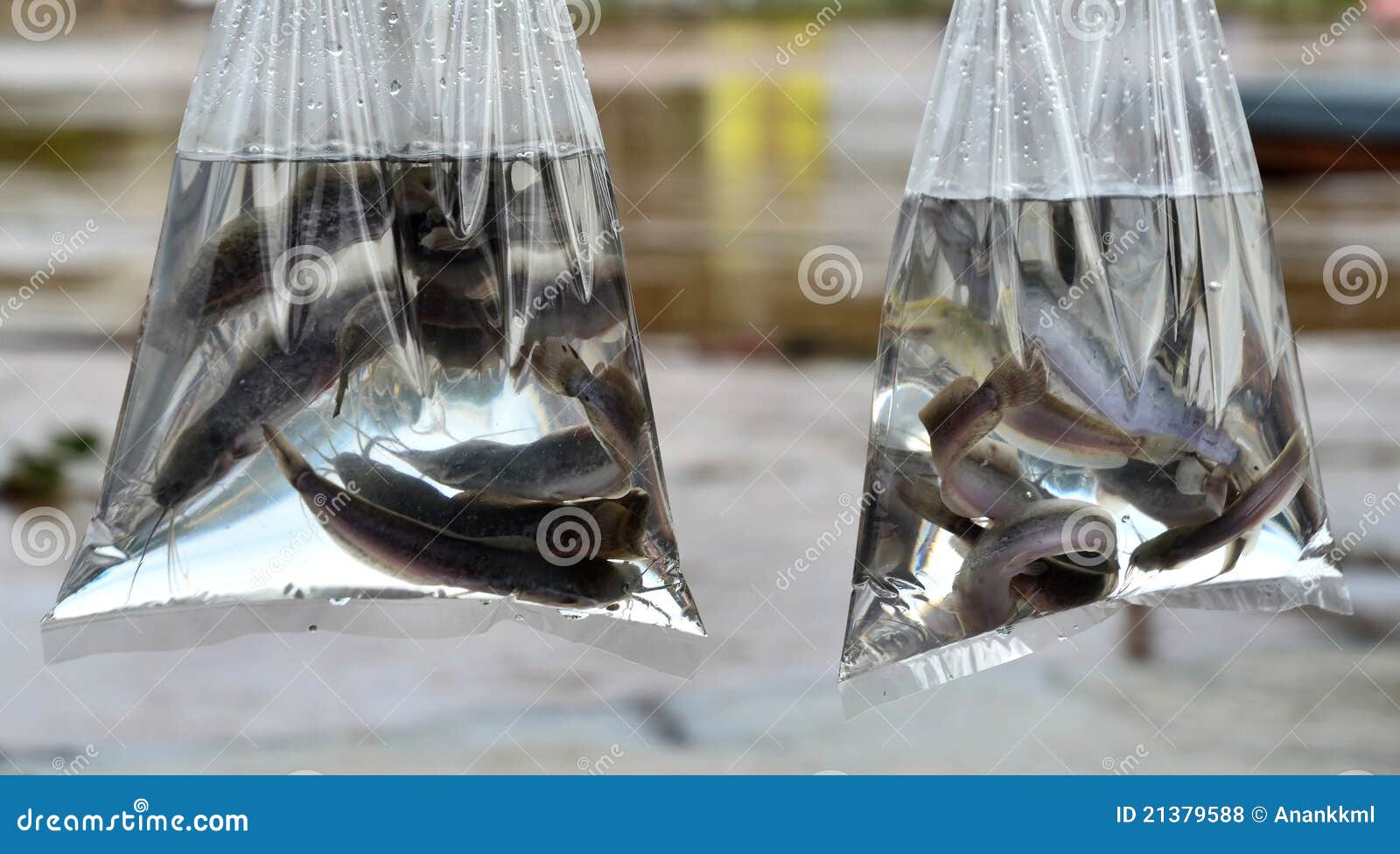 Catfish stock photo. Image of bags, closeup, fishing - 21379588