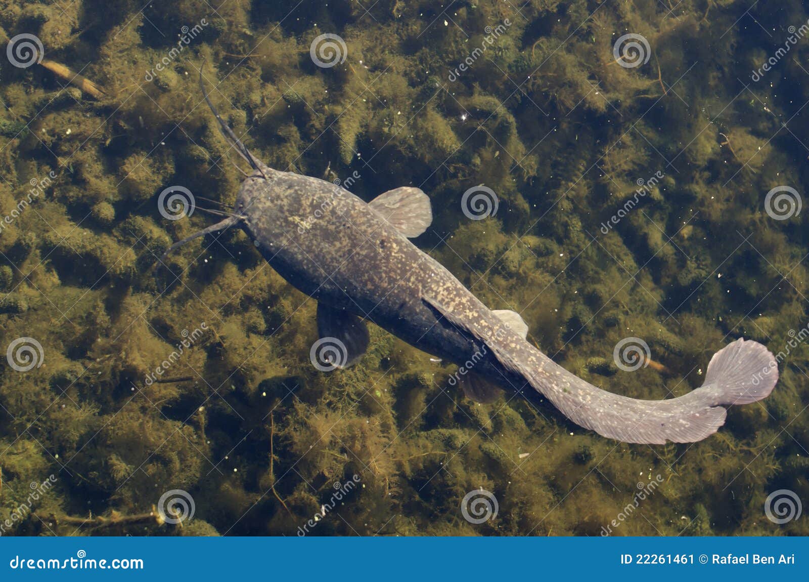 Catfish stock image. Image of east, beauty, countryside - 22261461