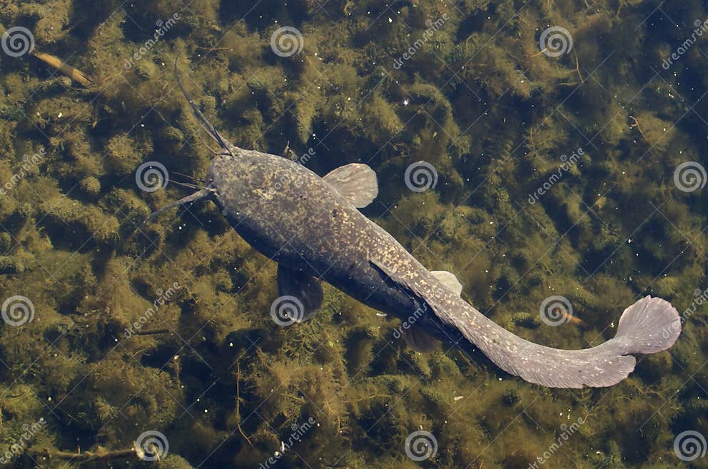 Catfish stock image. Image of east, beauty, countryside - 22261461