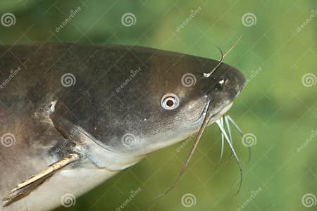 Catfish stock image. Image of macro, deep, fish, aquatic - 5007645