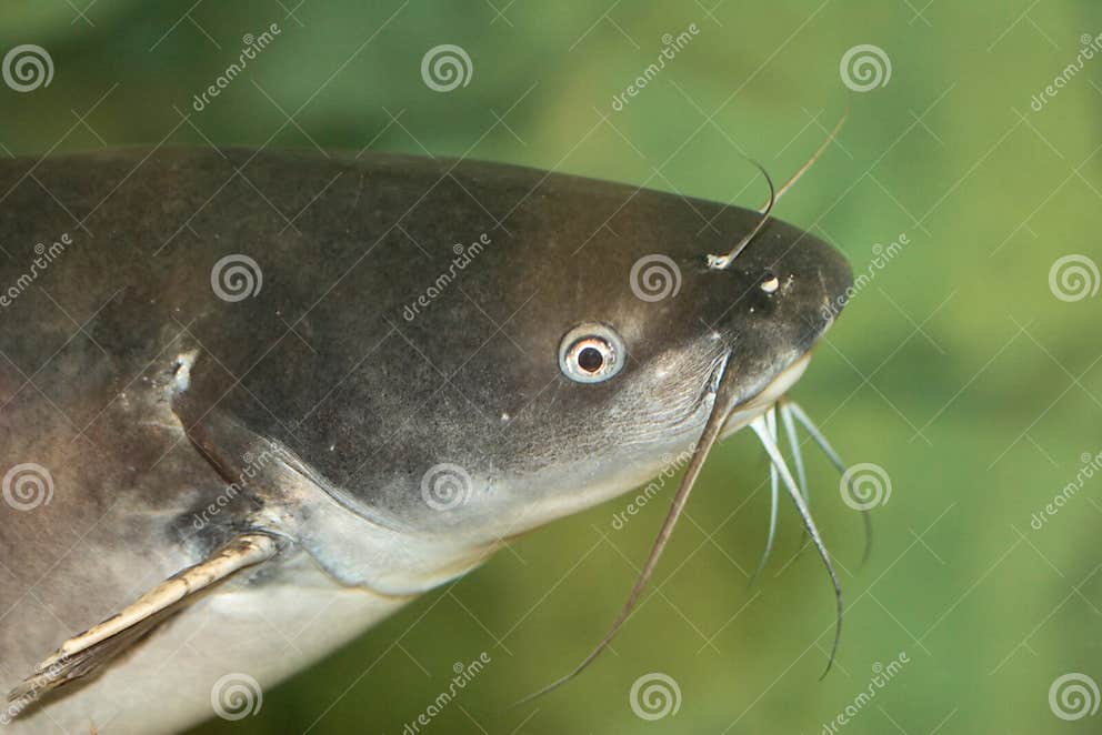 Catfish stock image. Image of macro, deep, fish, aquatic - 5007645