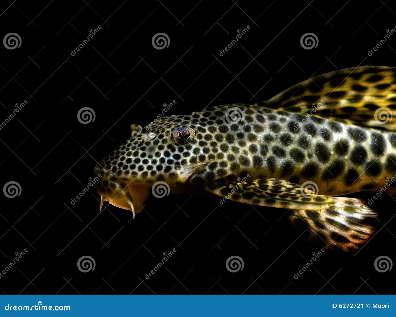 Catfish stock image. Image of color, water, amazonas, fish - 6272721