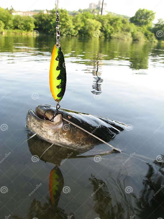 Catfish stock image. Image of lure, spinning, river, hook - 8562769