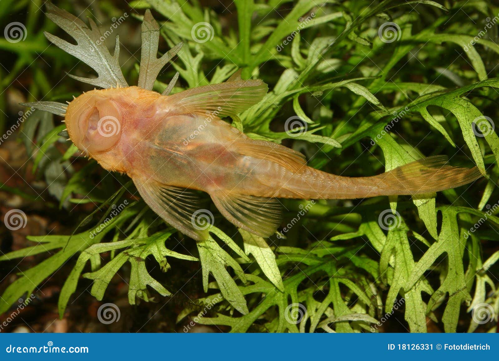 Catfish (Ancistrus spec. ) stock image. Image of animal - 18126331