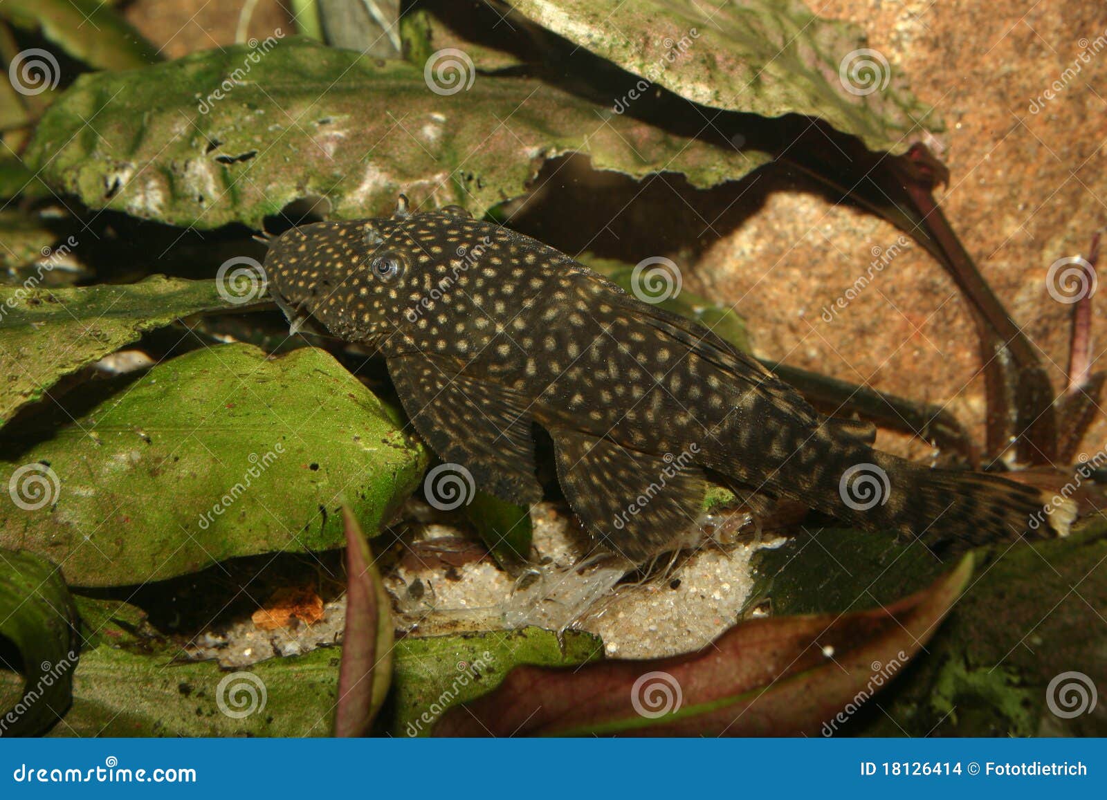 Catfish (Ancistrus spec.) stock photo. Image of close - 18126414