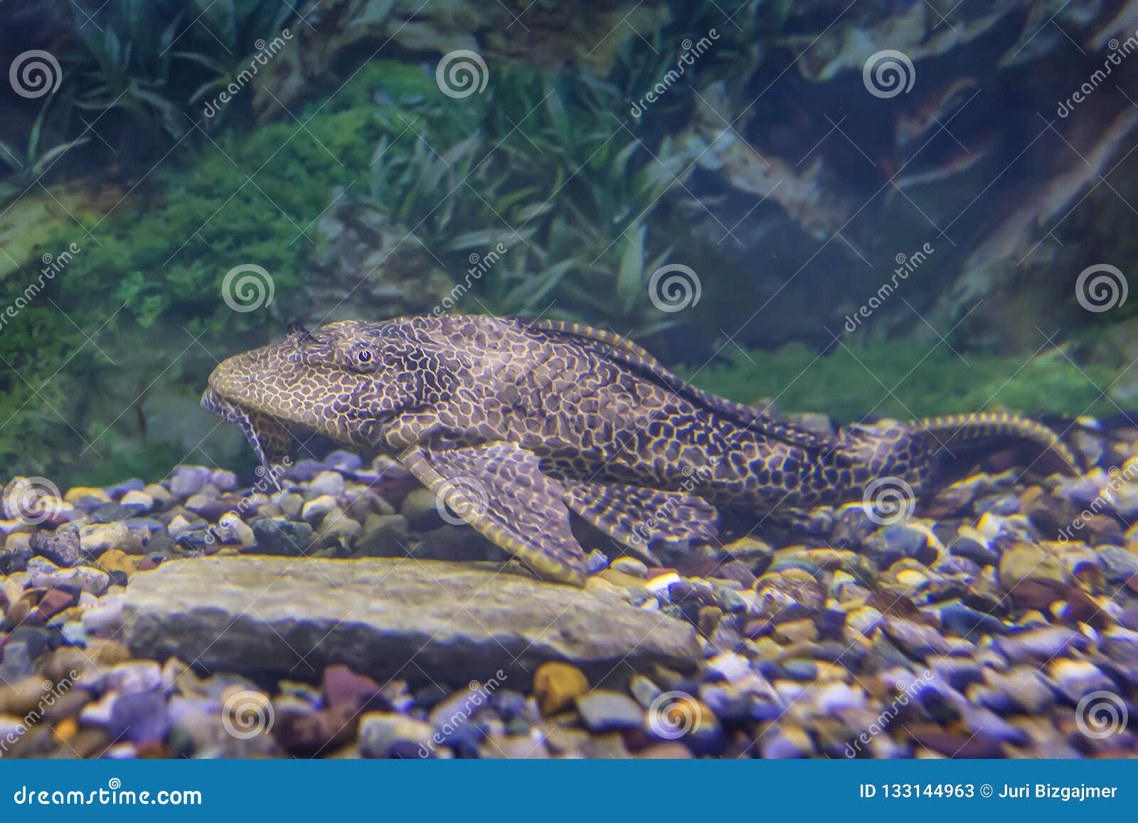 Catfish in a Beautiful Aquarium Stock Image - Image of live, life ...