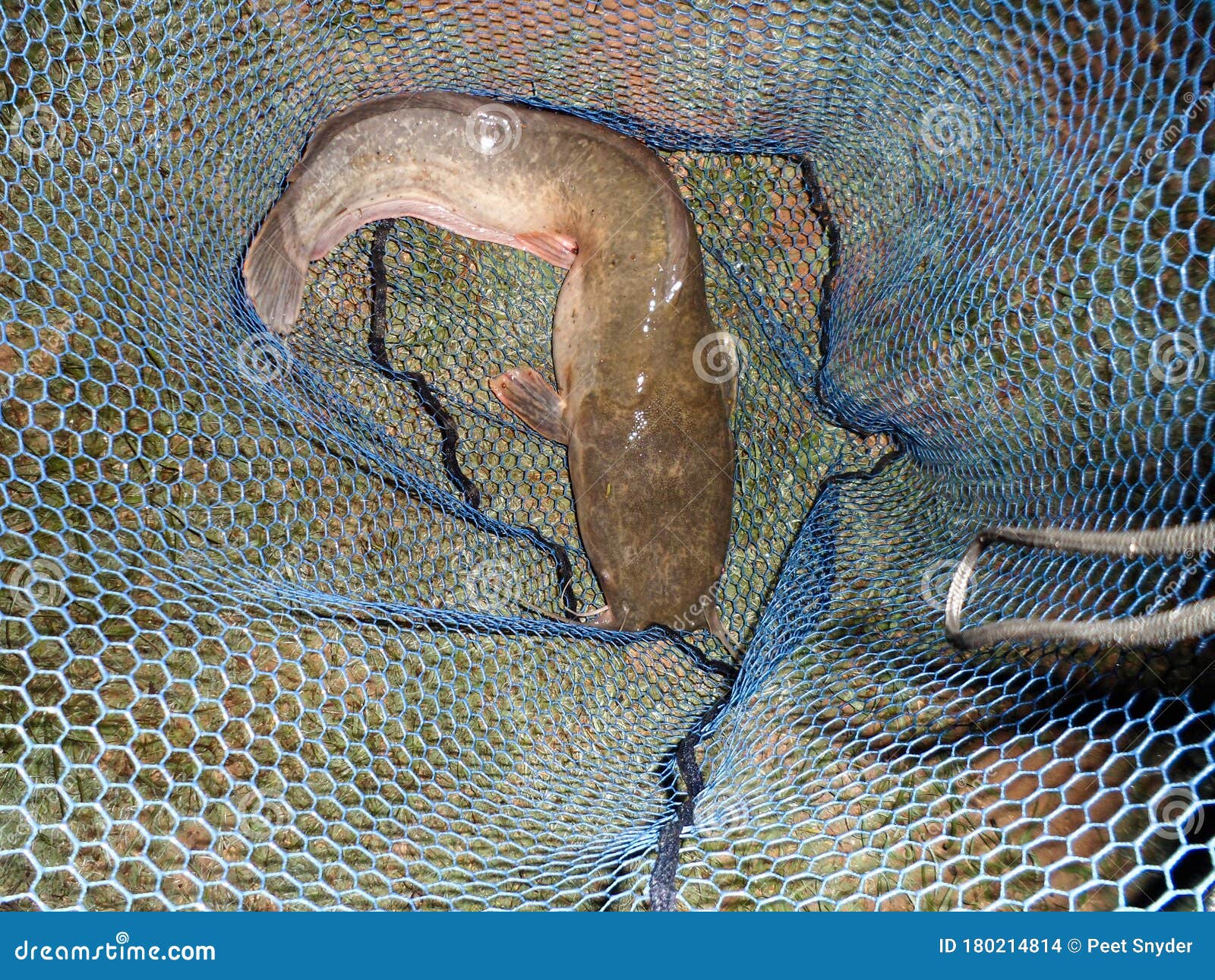 Catfish in a blue net stock photo. Image of fishing - 180214814