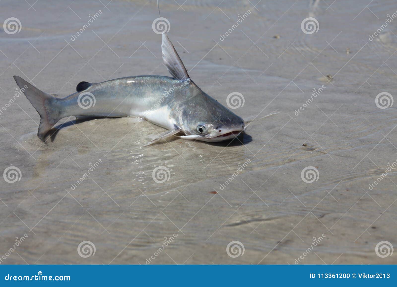 Catfish stock photo. Image of fresh, freshwater, wild - 113361200