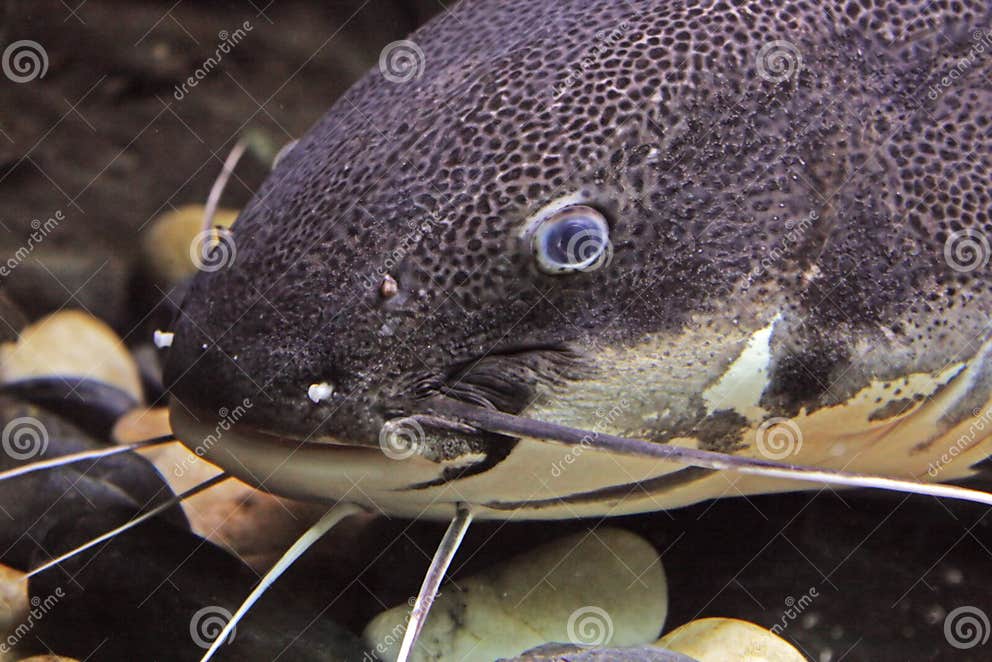 Catfish face stock photo. Image of shark, barracuda, silhouette - 3545704