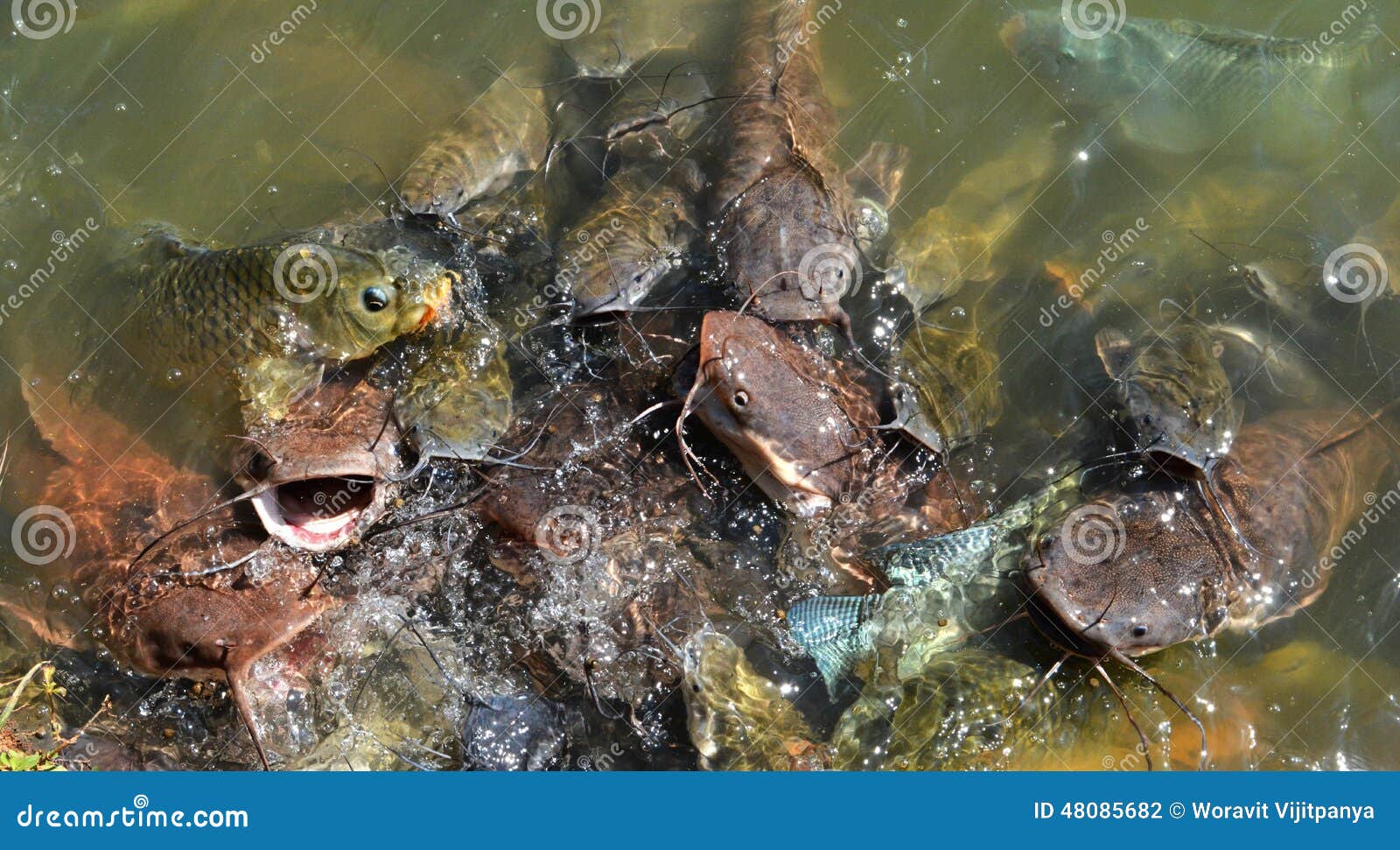 Catfish in farm stock photo. Image of eating, oreochromis - 48085682