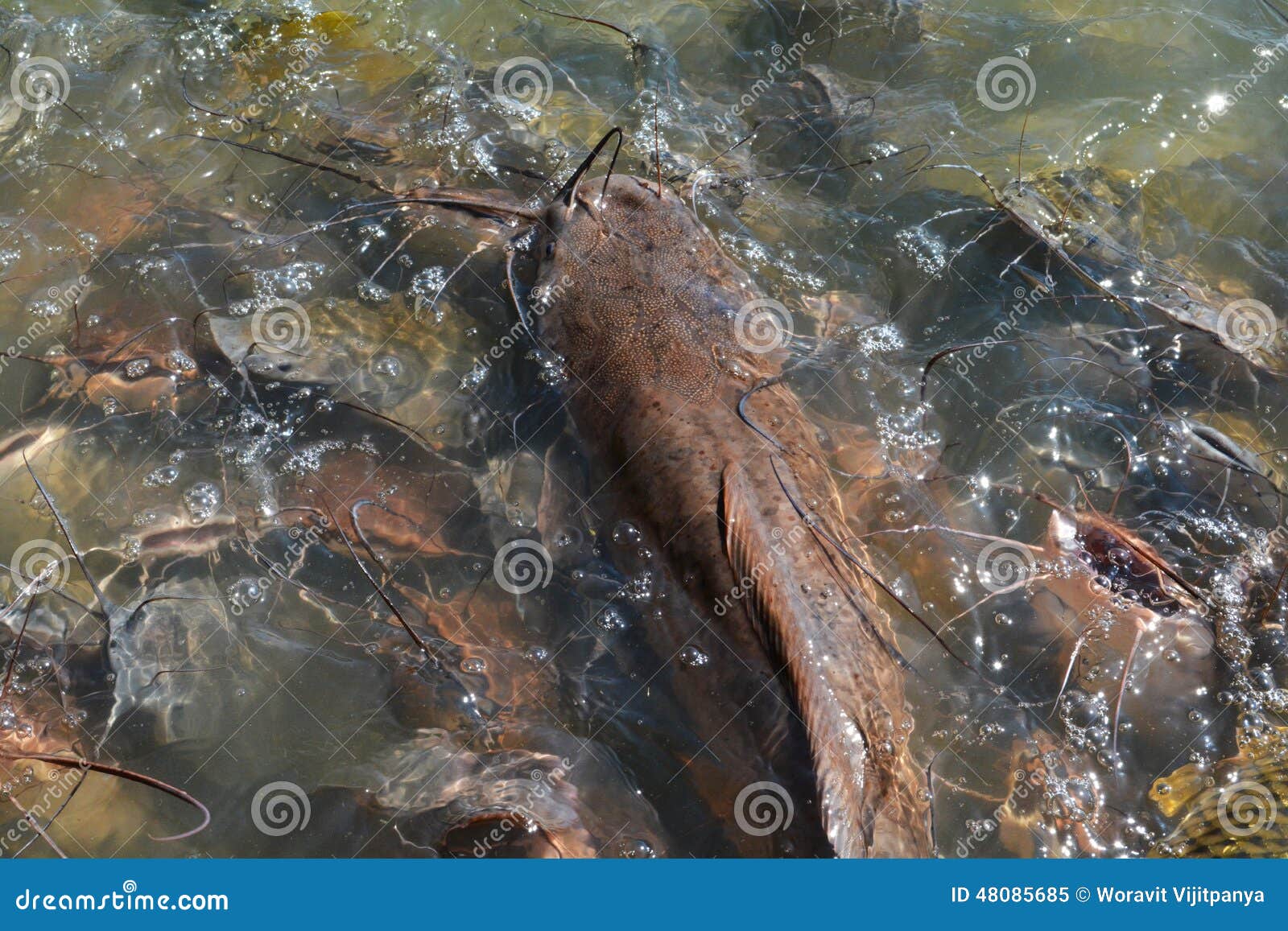 Catfish in farm stock image. Image of fish, pond, orange - 48085685