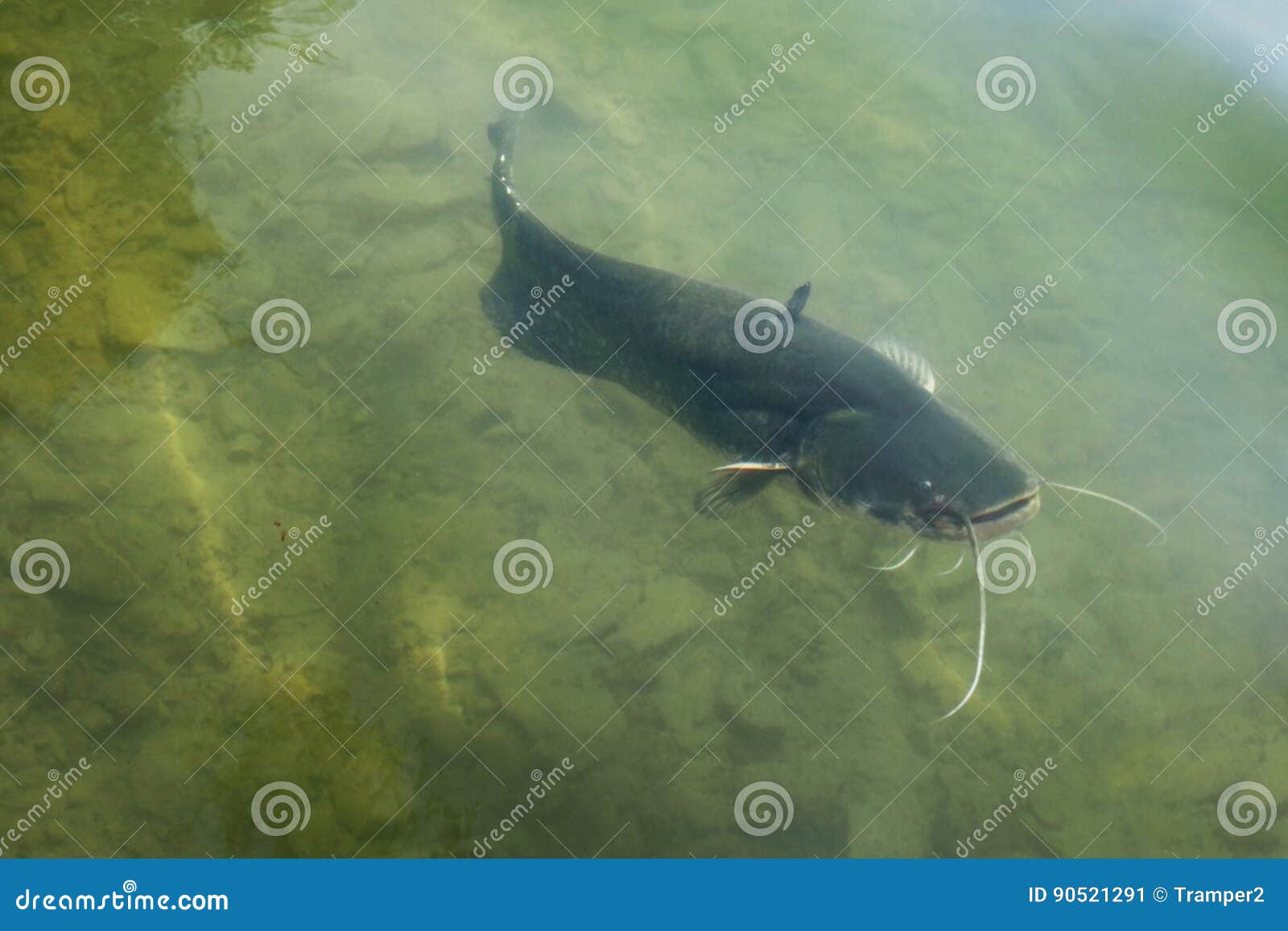 Bag Of Alive Catfish Being Released Into The Water. Free Fish Or Stock ...