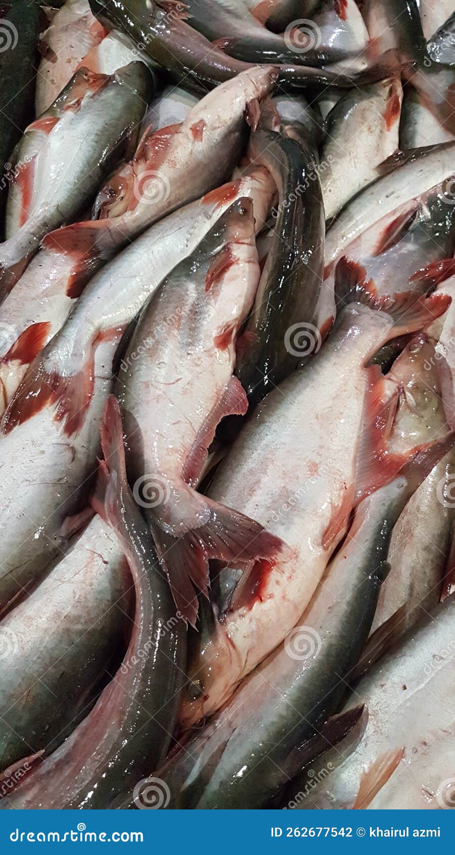 Catfish Fresh Traditional Market Stock Photo - Image of dish, market ...