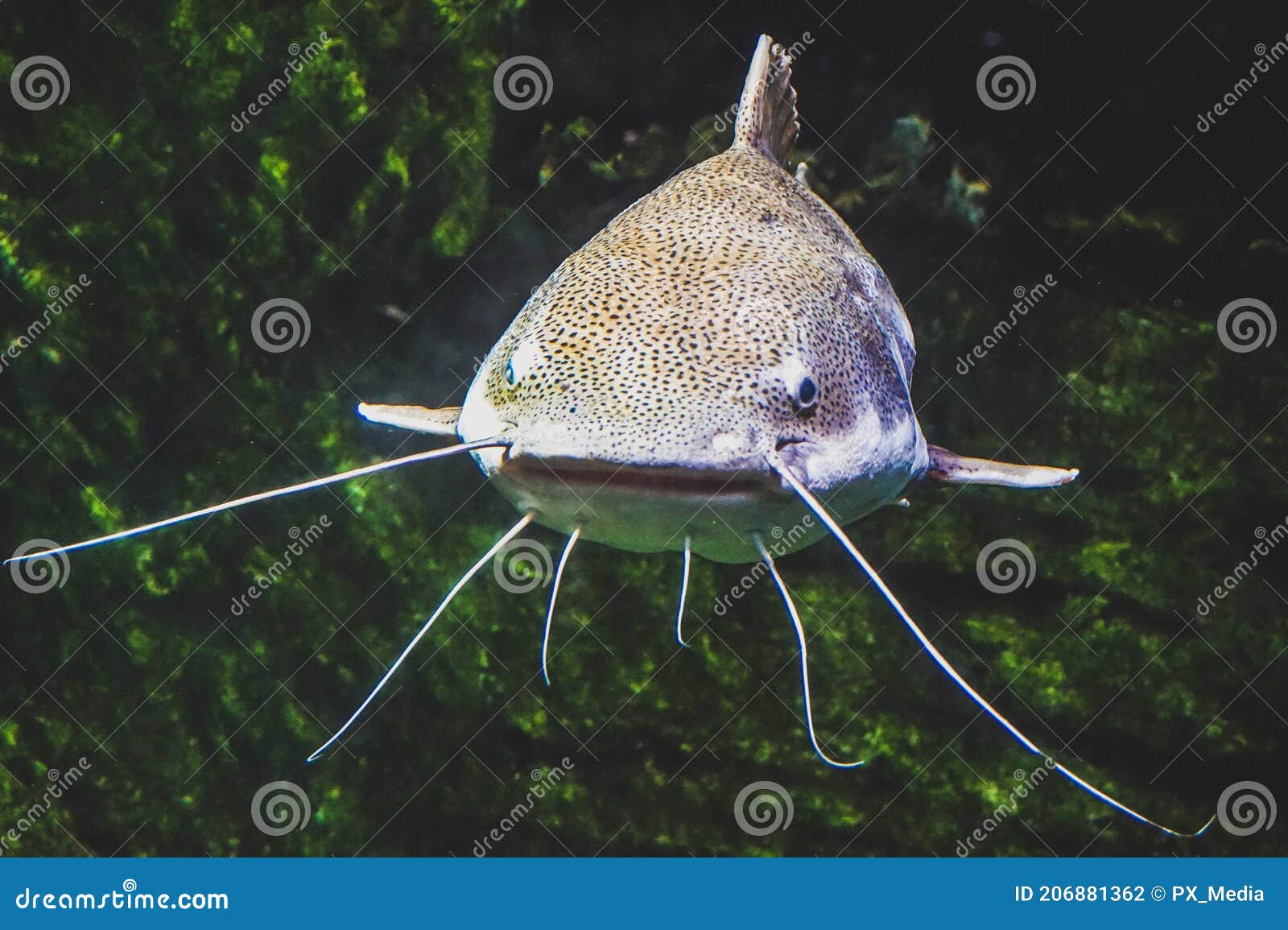 Catfish - Full-length Photograph - Front View Stock Photo - Image of ...