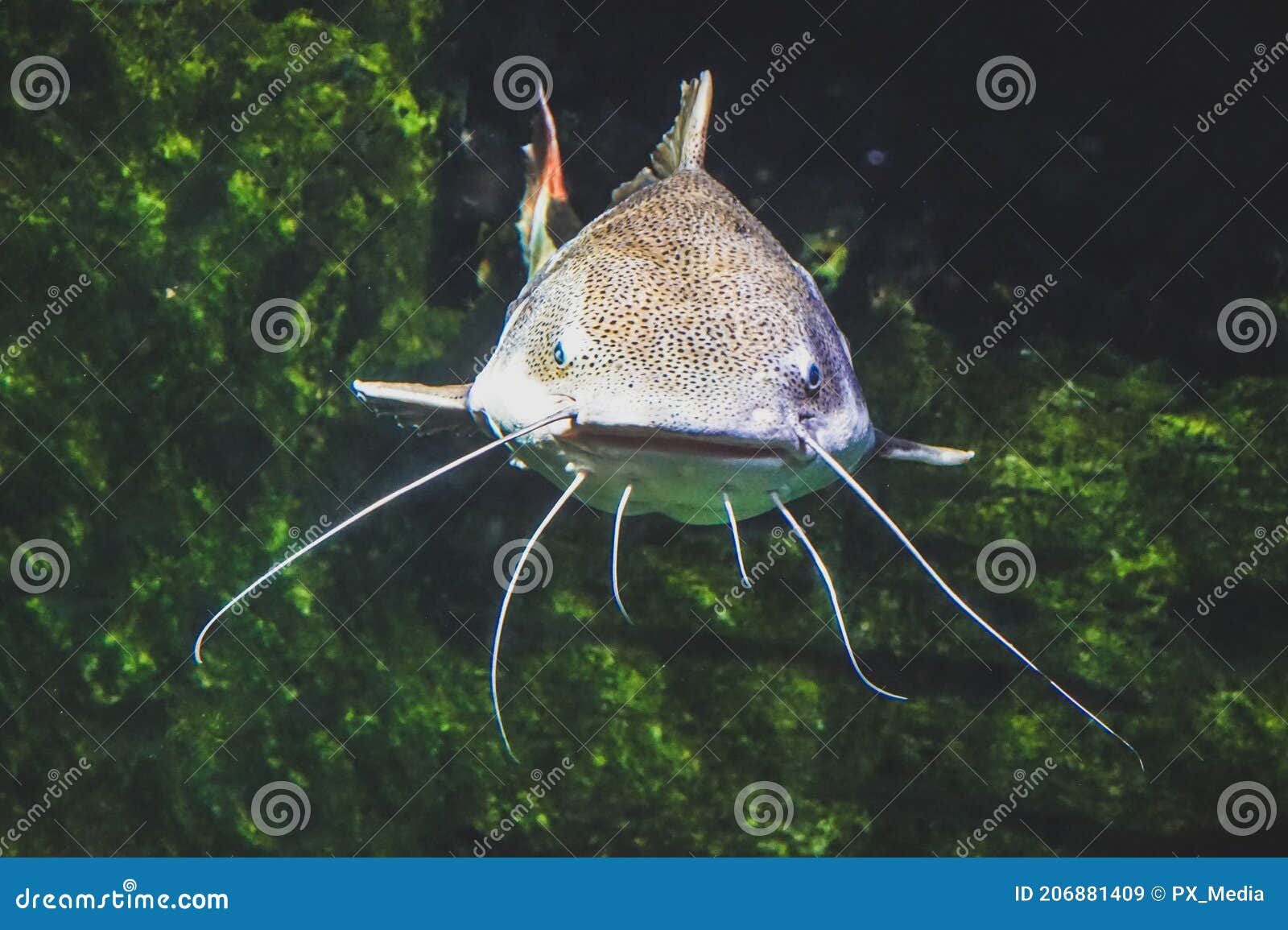 Catfish - Full-length Photograph - Front View Stock Image - Image of ...