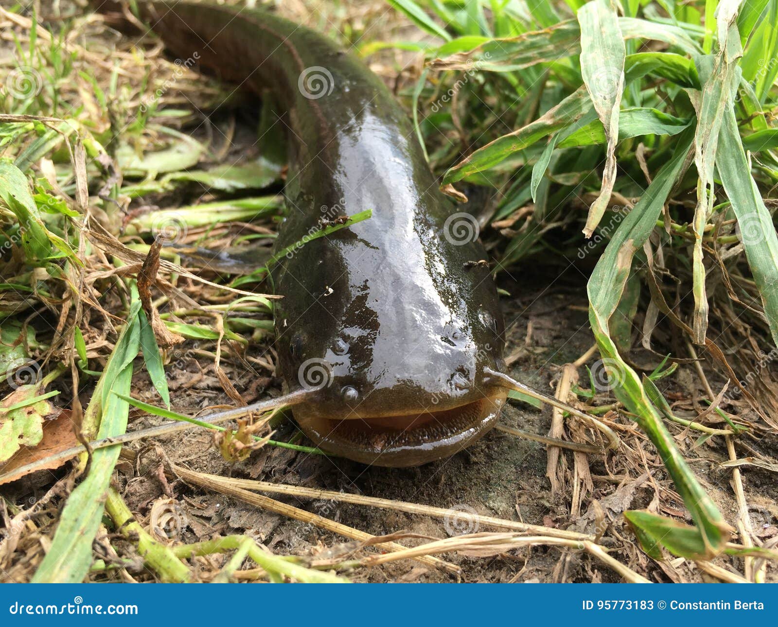 Catfish stock image. Image of grass, fish, black, catfish - 95773183
