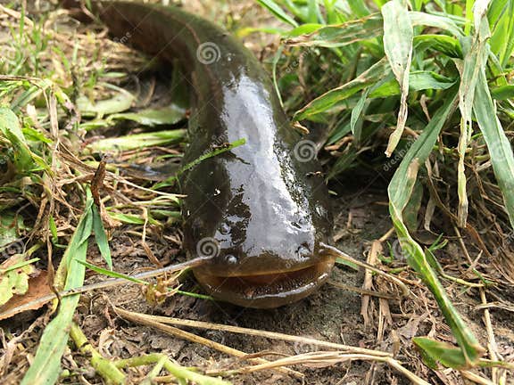 Catfish stock image. Image of grass, fish, black, catfish - 95773183