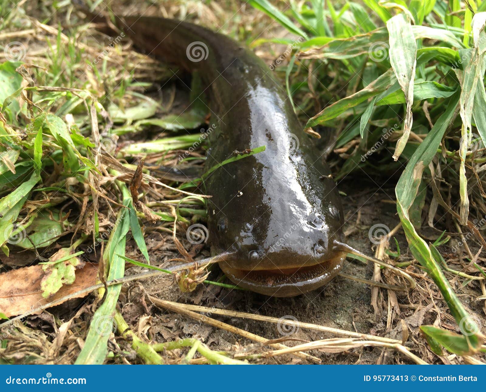 Catfish stock image. Image of fish, grass, fishing, amphibian - 95773413