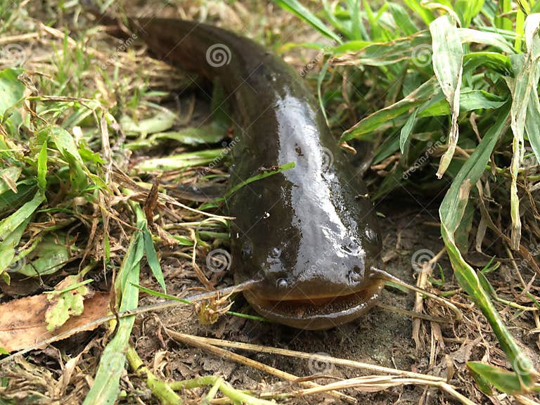 Catfish stock image. Image of fish, grass, fishing, amphibian - 95773413