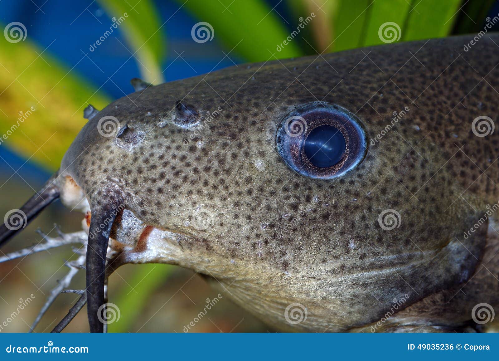 Catfish head stock photo. Image of synodontis, nature - 49035236