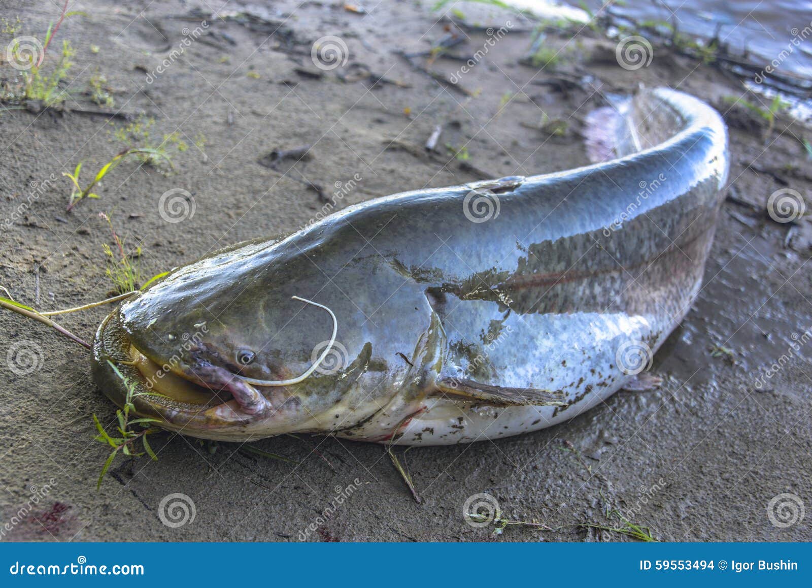 Catfish stock photo. Image of fishing, close, live, freshwater - 59553494