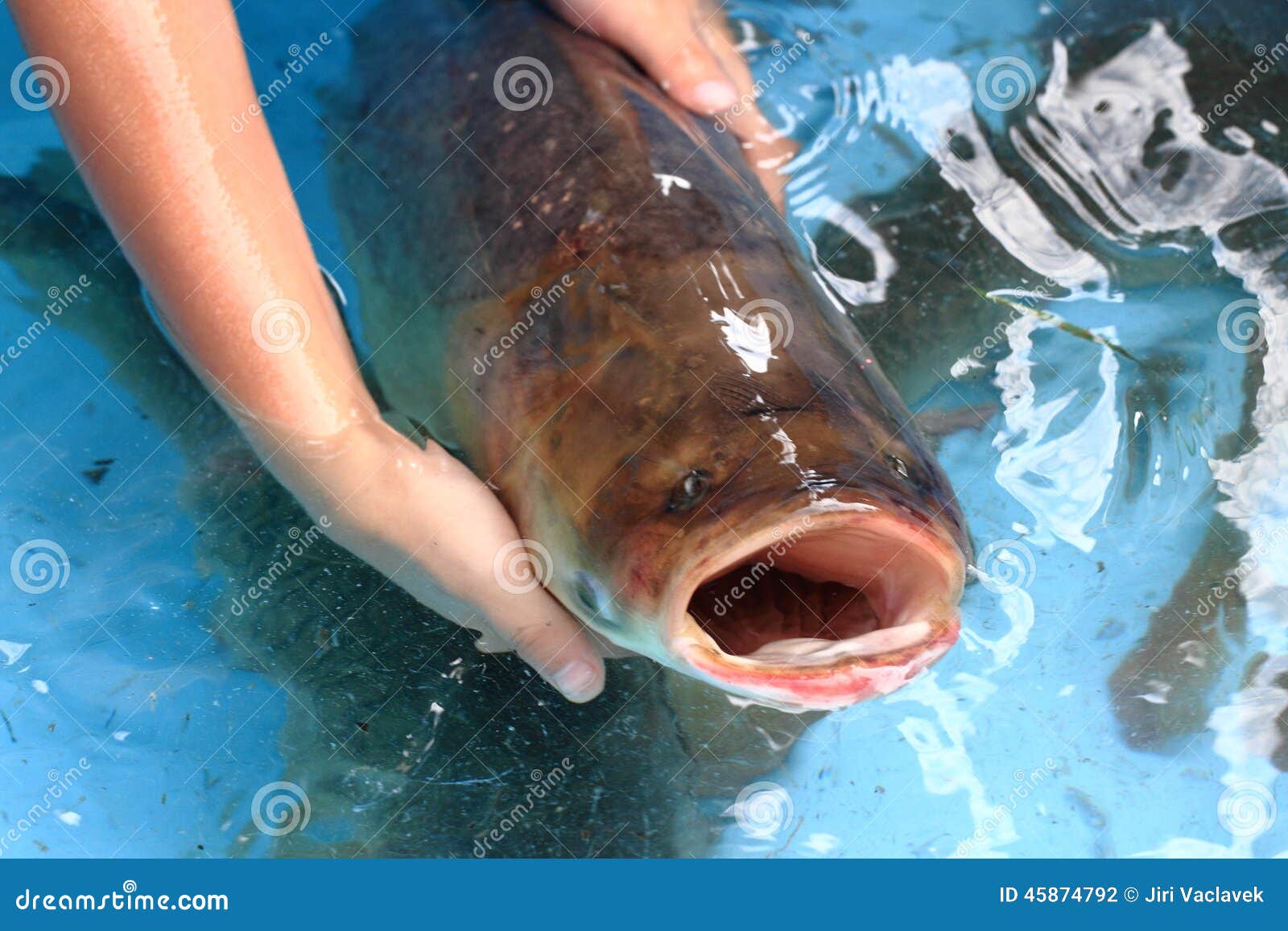 Catfish in human hands stock photo. Image of nature, silurus - 45874792