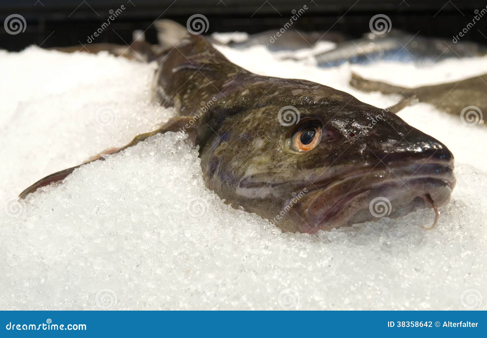 Catfish on ice stock photo. Image of anglers, seafood - 38358642