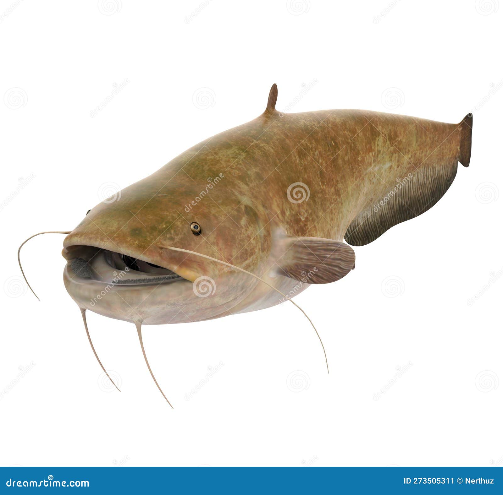 Catfish Isolated On White, Wildlife Fish Vector Illustration. Cartoon ...