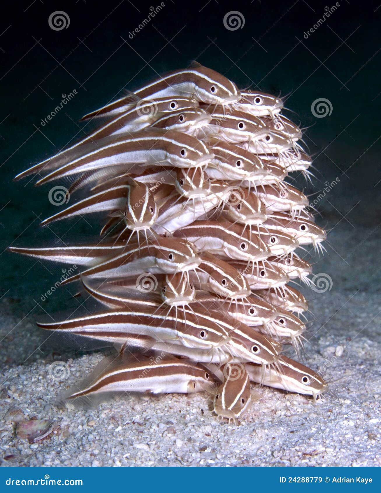 Catfish jenga stock image. Image of scenic, fauna, stacked - 24288779