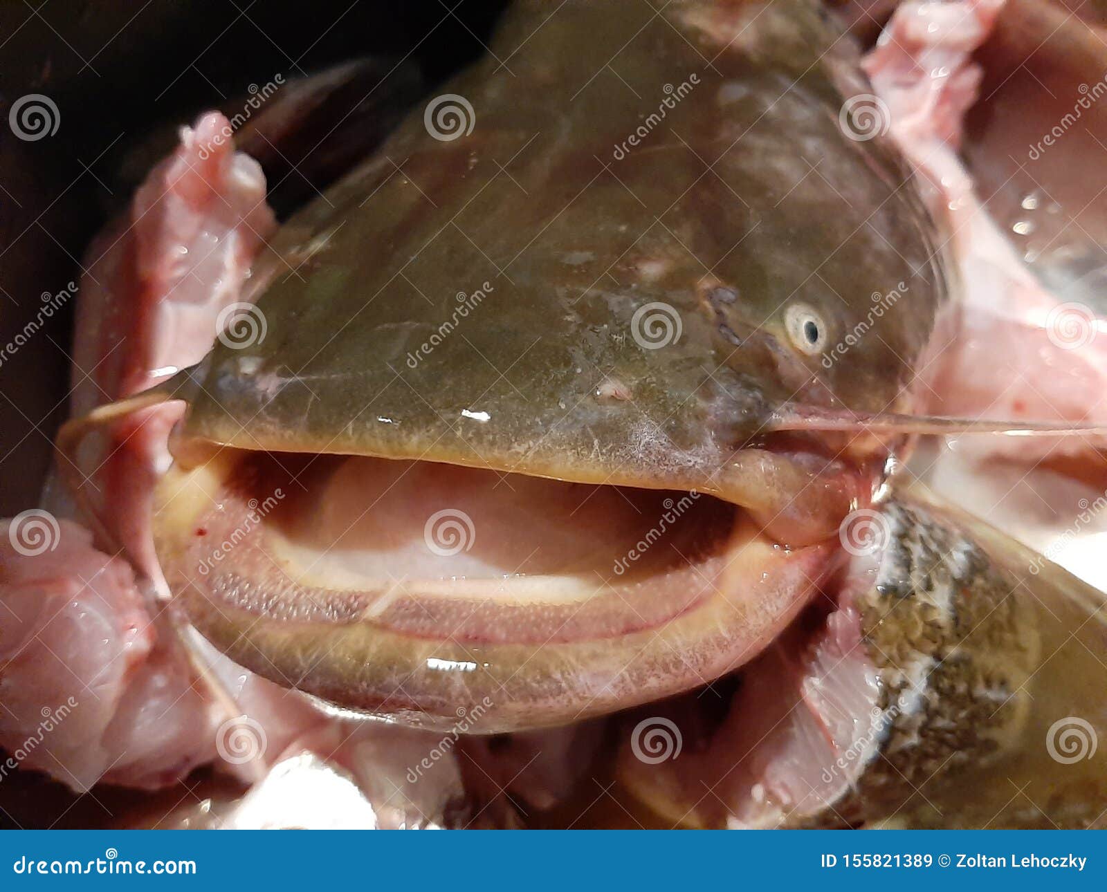 Catfish in the Kitchen stock image. Image of fish, cooking - 155821389