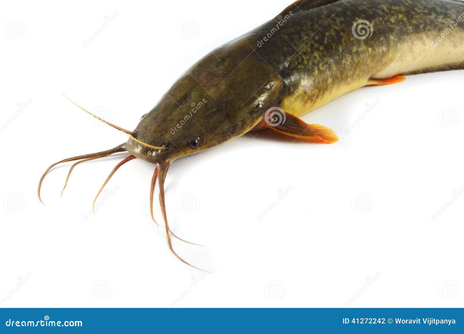 Catfish stock photo. Image of market, feelers, scales - 41272242