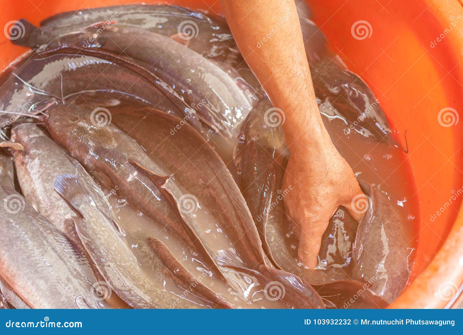 Catfish in the market stock photo. Image of hand, animal - 103932232