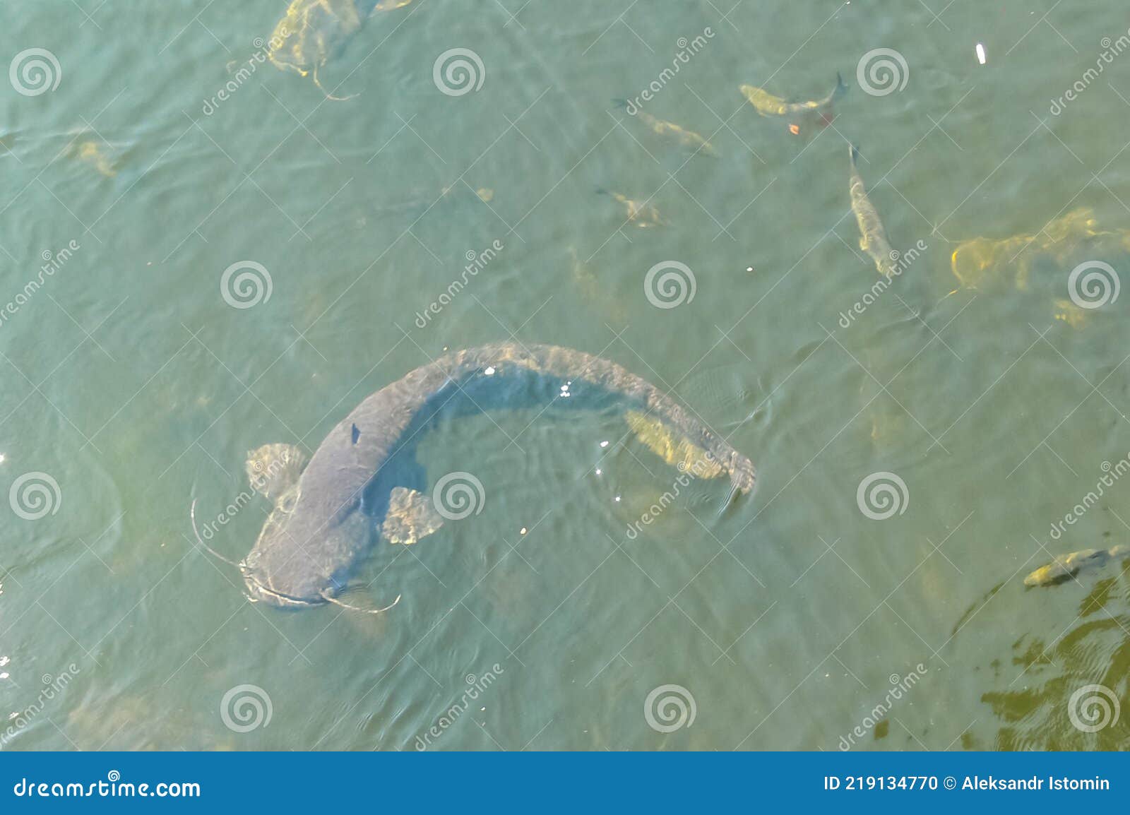 Catfish Near the Surface of the Water Stock Photo - Image of view ...