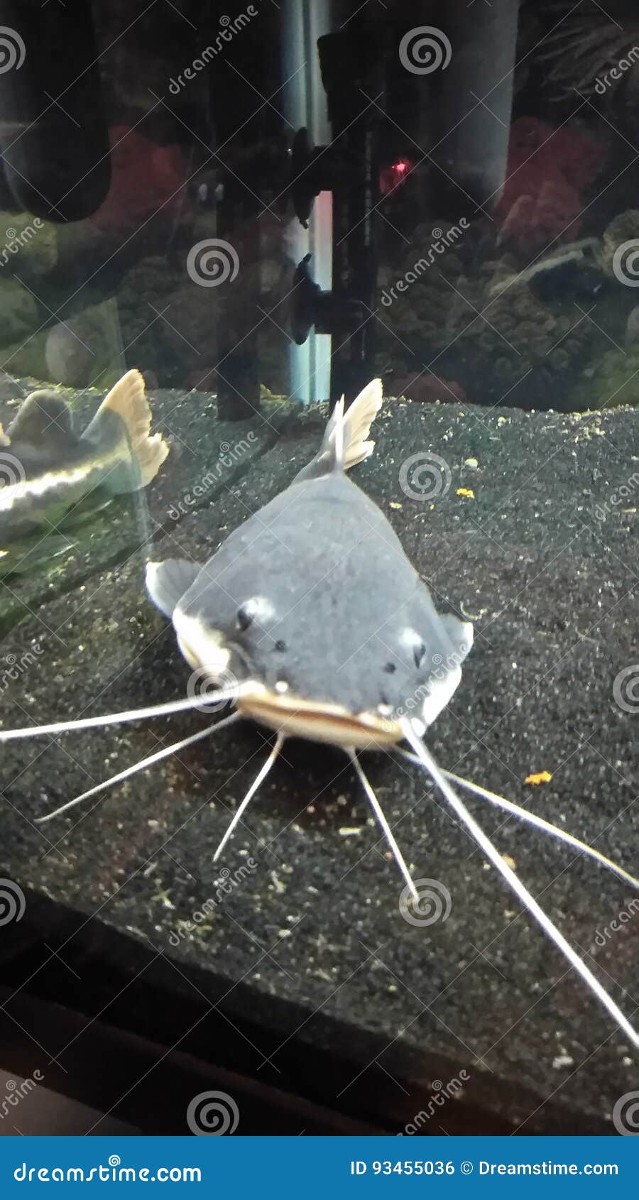 CatFish Queen stock photo. Image of catfish, queen, mama - 93455036