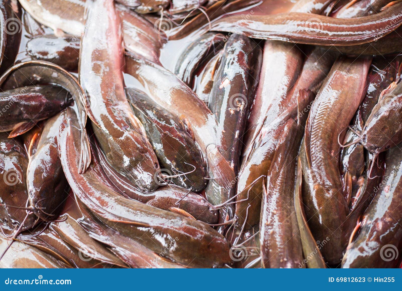 Catfish Raw Material River Fish Stock Image - Image of life, lake: 69812623