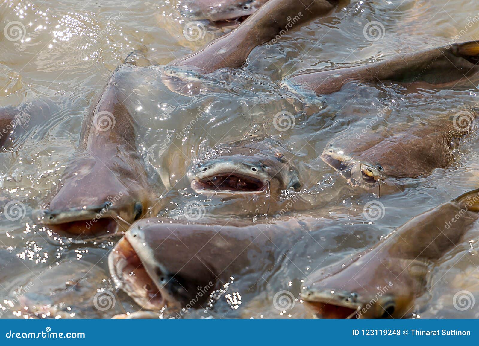 Catfish in river stock photo. Image of wild, pond, fish - 123119248