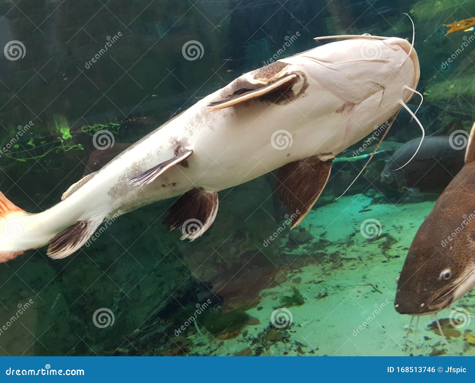 Catfish in the sea stock photo. Image of female, fish - 168513746