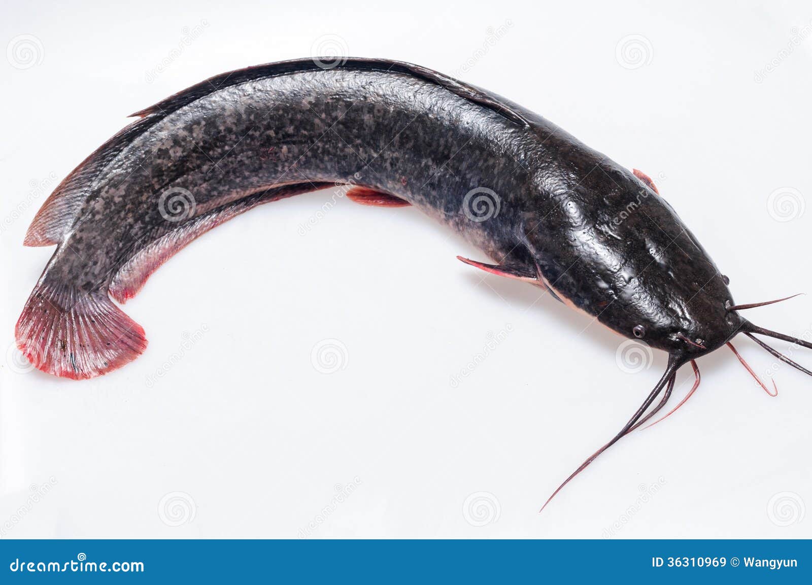 Bag Of Alive Catfish Being Released Into The Water. Free Fish Or Stock ...
