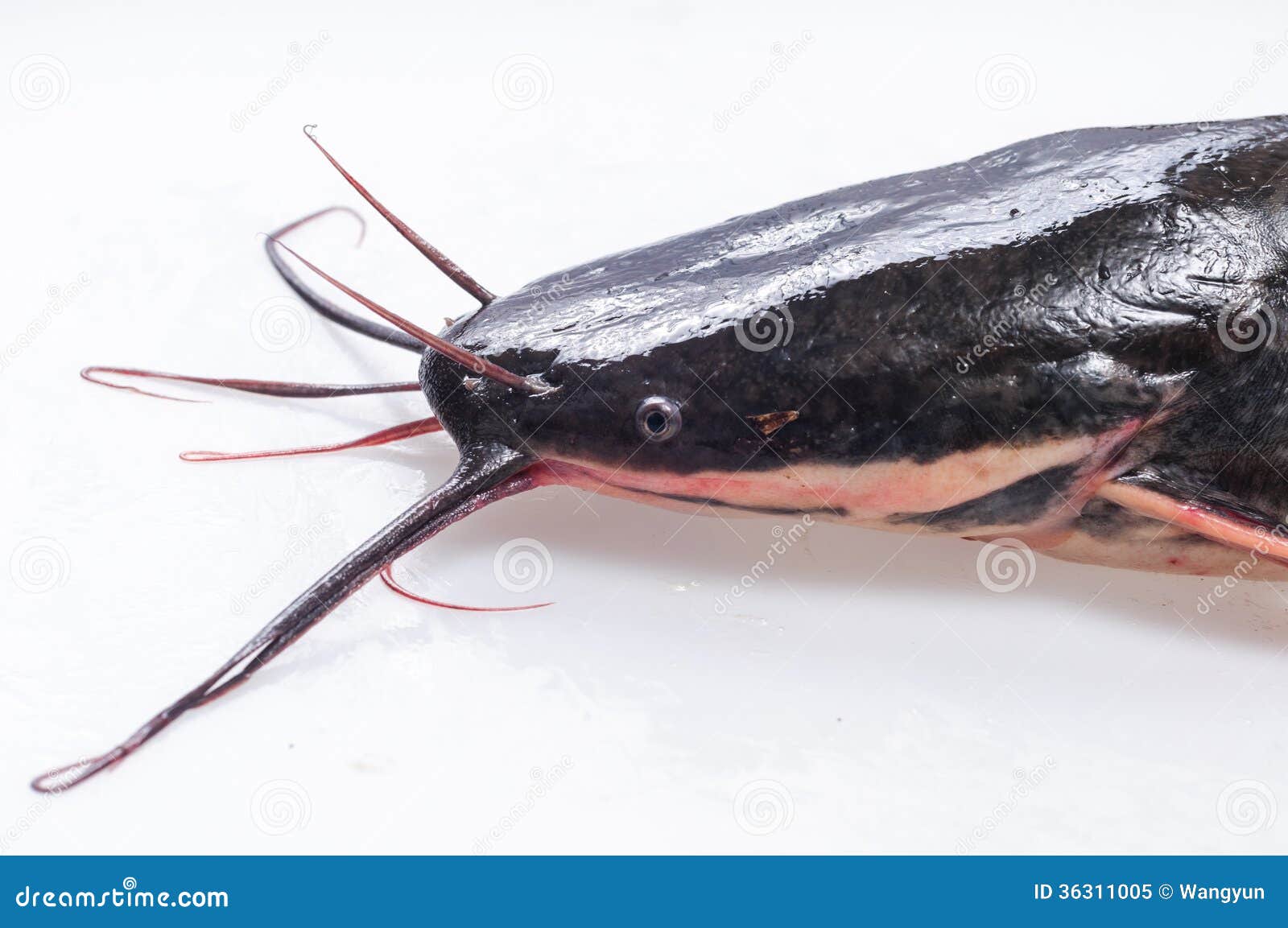 Catfish stock image. Image of lake, beard, barbel, silurus - 36311005