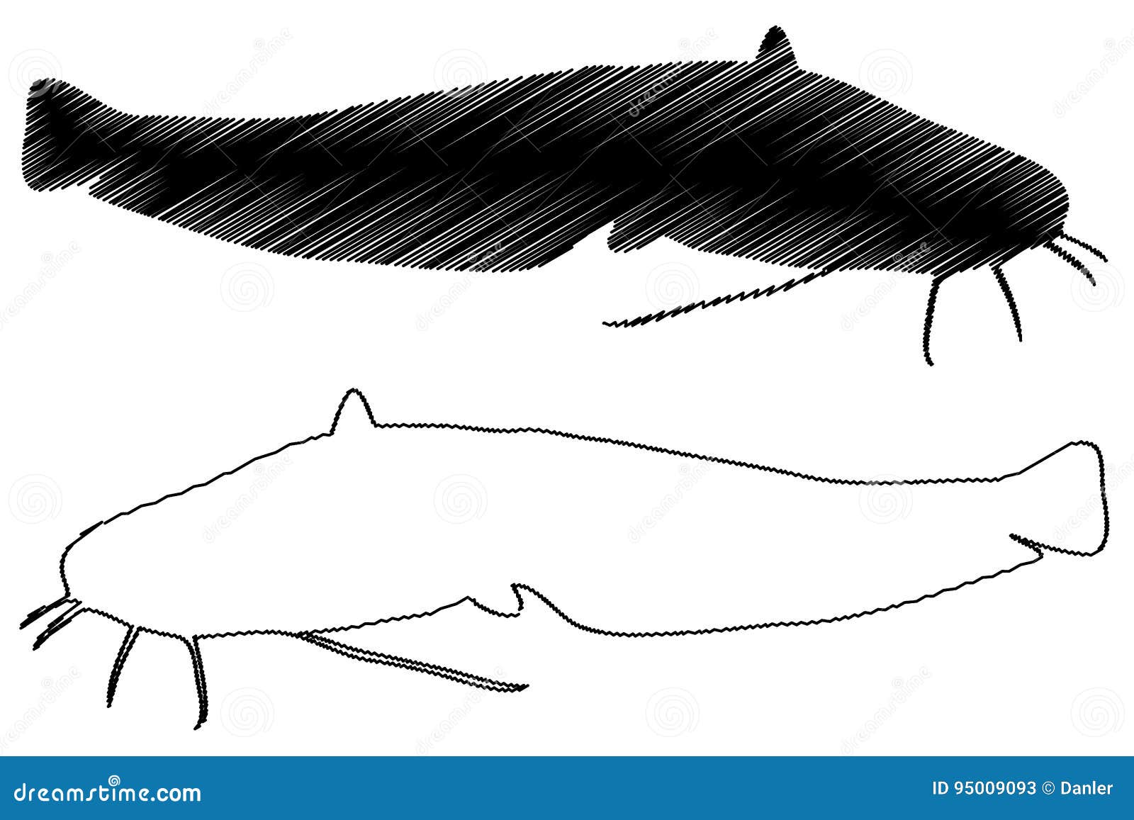 Catfish, Silurus Glanis, Bottom Fish Continuous Line Drawing. One Line ...
