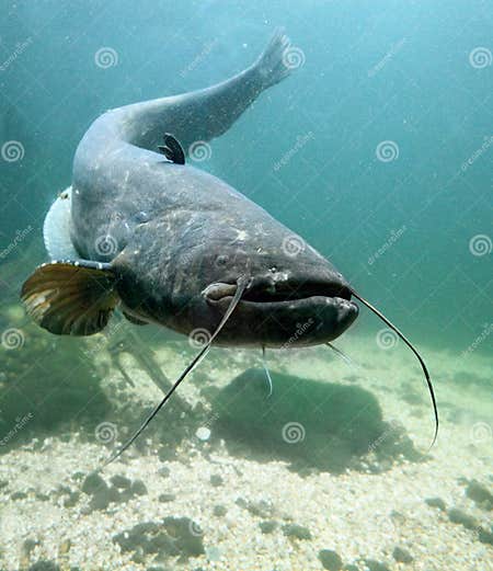 The Catfish (Silurus Glanis). Stock Photo - Image of depth, fish: 24655542